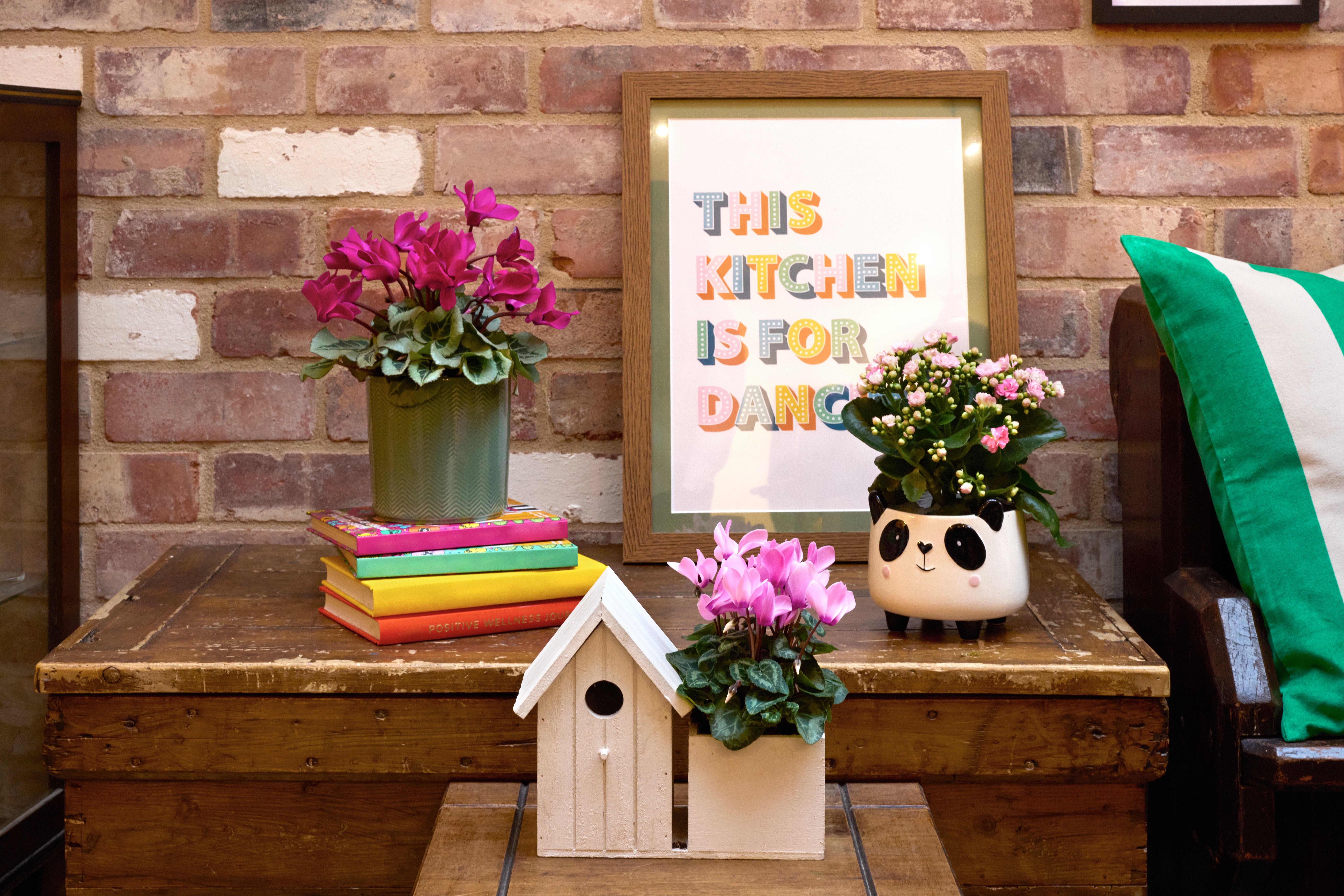 Christmas flowers and plants by post store